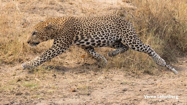 Nature up close: A surprise leopard or two - CBS News