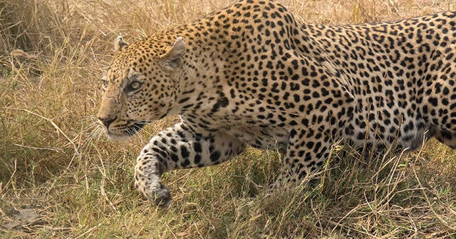 Nature up close: A surprise leopard or two - CBS News