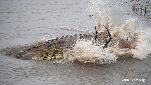 Nature up close: One huge crocodile - CBS News