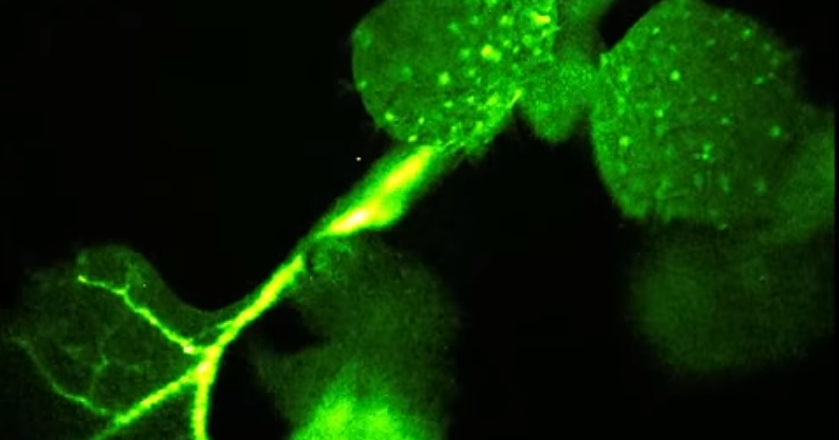 Science: Plants Perceive, Respond Like Animals, When Attacked - CBS San ...