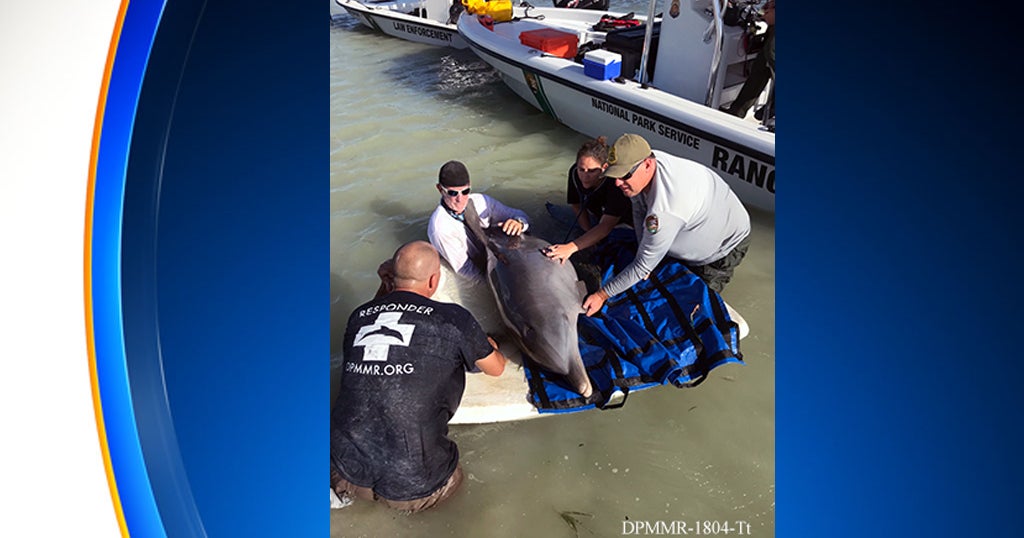 Stranded Dolphin Rescued And Released Back Into Ocean - CBS Miami