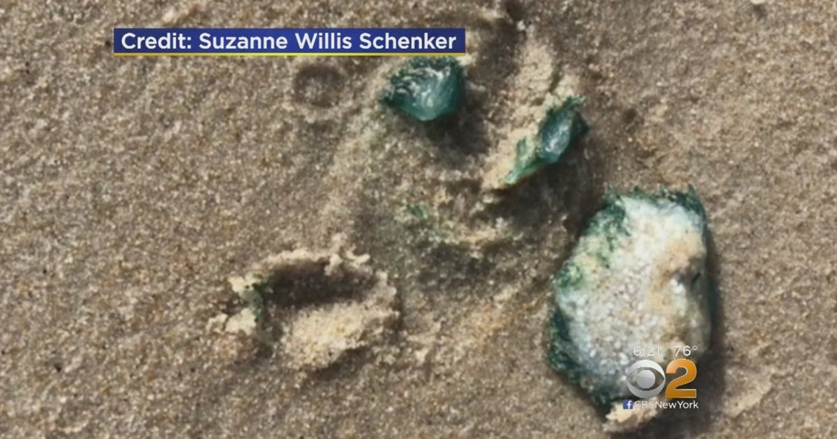 Extremely Rare 'Blue Button Jellyfish' Washes Up Along Jersey Shore ...