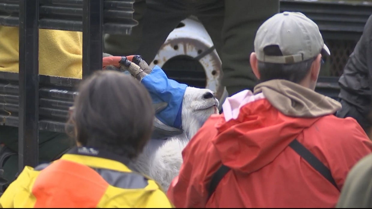 Goats With Appetite For Human Urine Airlifted Out Of National Park ...