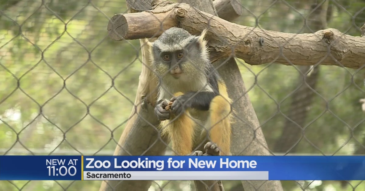 Sacramento Zoo Looking For Bigger Location Where It Can Expand - CBS ...
