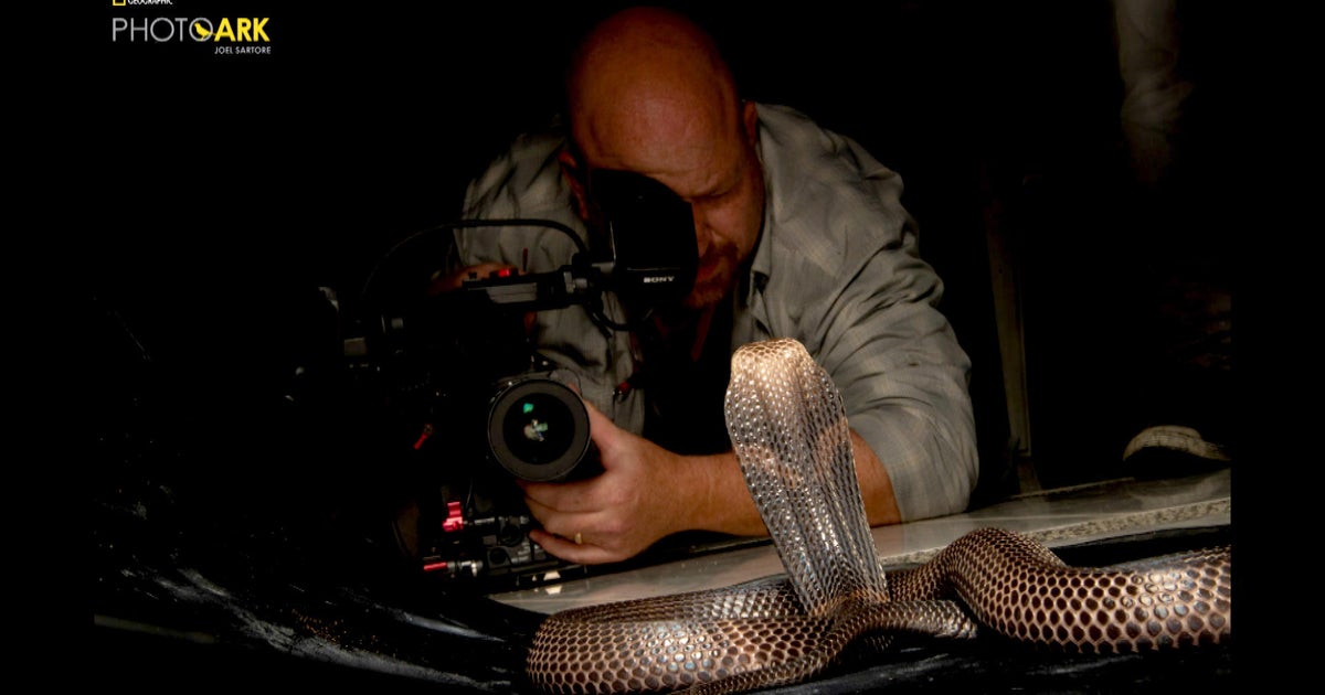 Snake bites cameraman: 60 Minutes cameraman talks about getting bitten ...