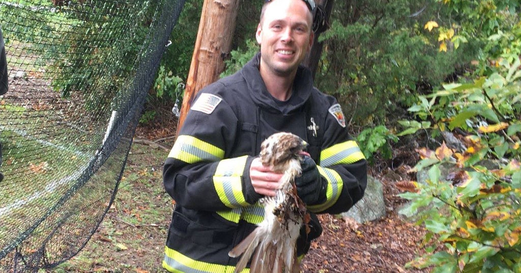 Hawk Rescued After Being Caught In Net In Sharon - CBS Boston