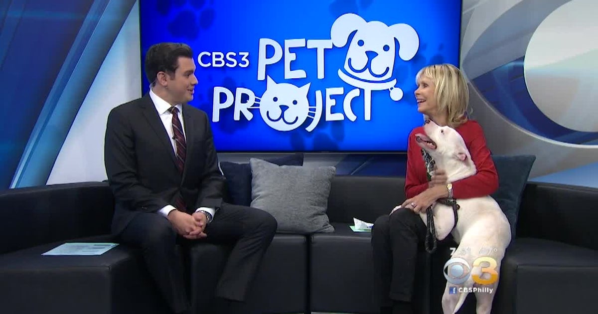 CBS3 Pet Project: What You Can Do When Approached By A Loose Dog - CBS ...