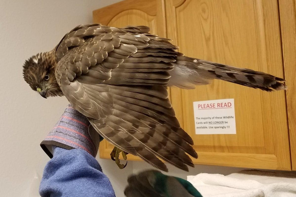 Wildlife Experts Rescue Adorable, Juvenile Cooper's Hawk - CBS Colorado