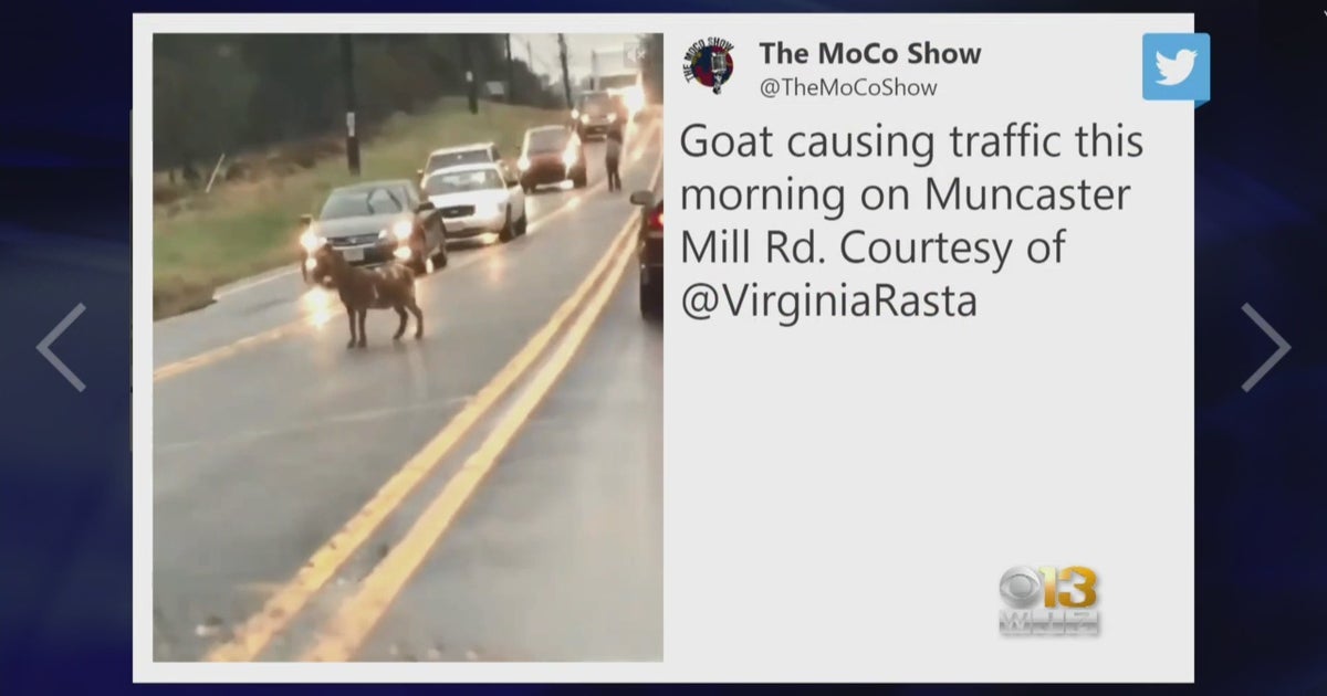 Perfect Scapegoat: Goat On Road Jams Morning Traffic Near DC - CBS ...