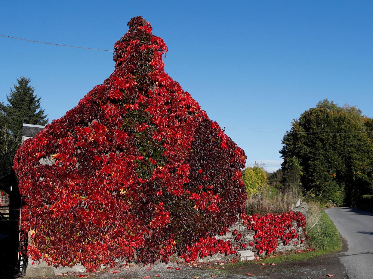 Fall foliage