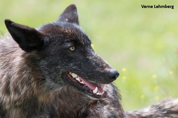 Nature up close: The best wolf ever - CBS News