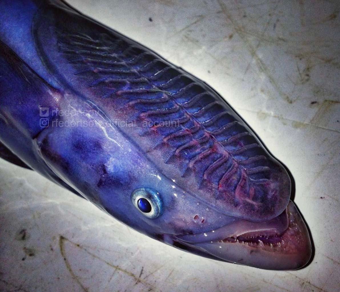 Crazy-looking fish from the deep sea