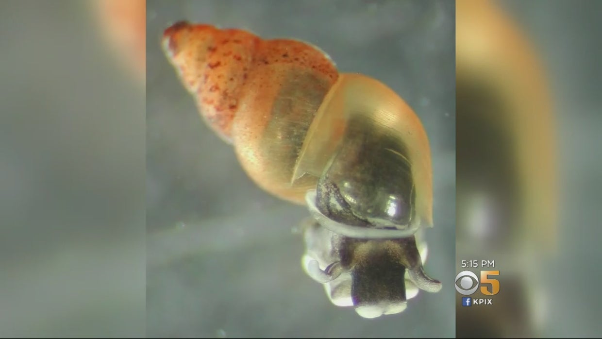 Biologists Raise Concerns About Invasive Mud Snail In East Bay Creek ...