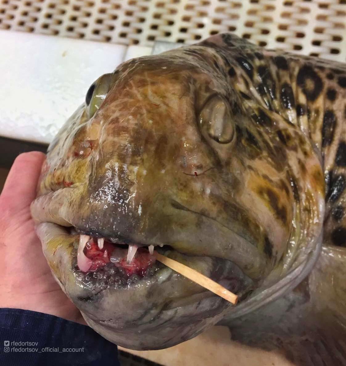 Crazy-looking fish from the deep sea