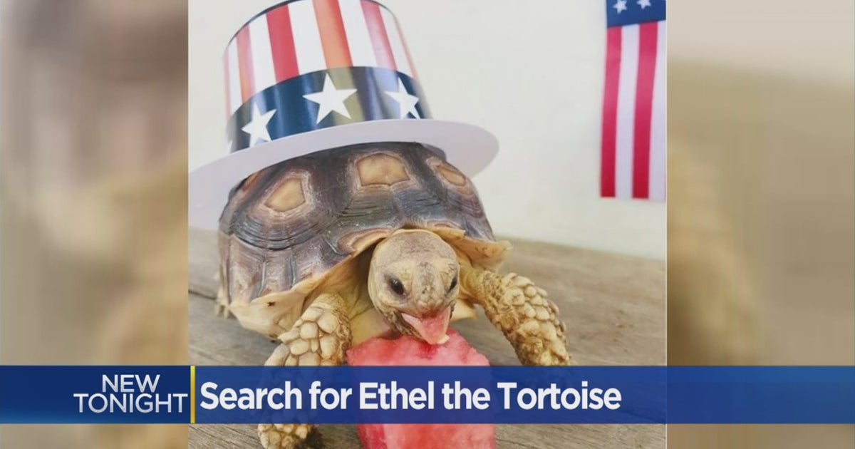 Where Is Ethel? Instagram Star Tortoise Goes Missing From Fairfield ...