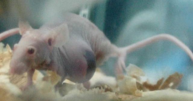 Scientists link cellphone radiation to cancer in rats - CBS News