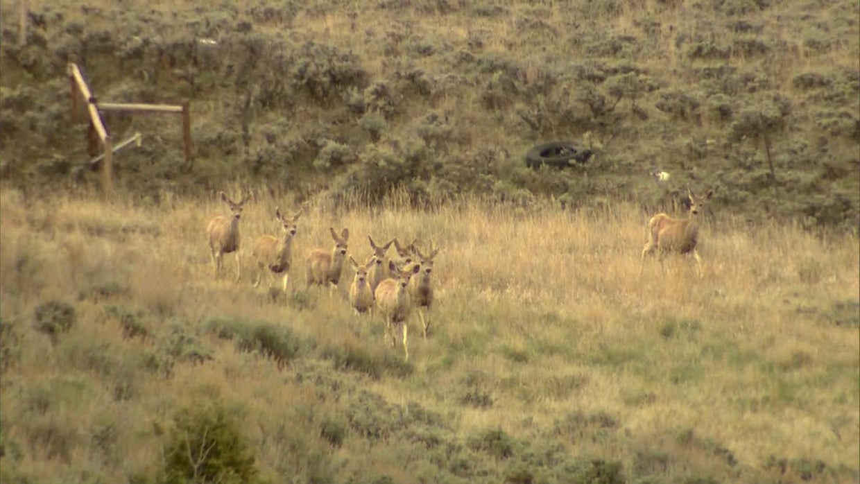 Work Begins On Series Of Wildlife Crossings South Of Denver - CBS Colorado