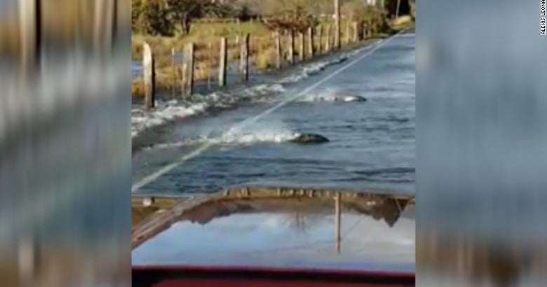Caught On Camera: Salmon Cross Road In Washington - CBS Sacramento
