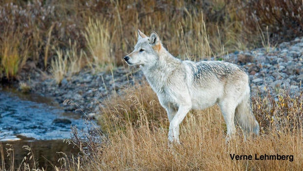 Nature up close: A wolf pack love story - CBS News