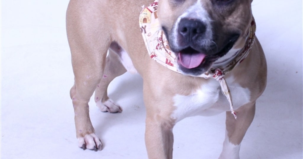 Dog Shelter Offers New 'Holiday Sleepover' Program - CBS Chicago