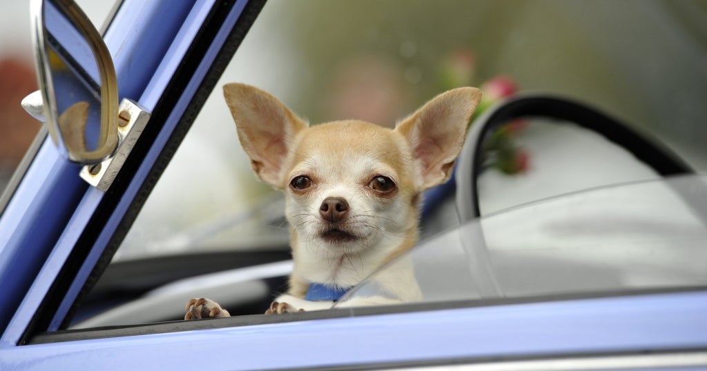 Drivers Holding A Pet Will Be Cited Under Town's Distracted Driving Law ...