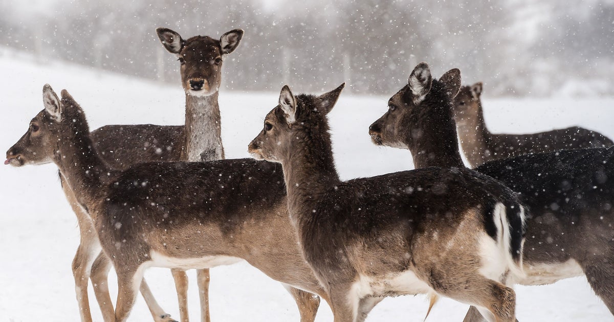 Video Captures Moment Hunter Rescues Deer Stuck On Frozen Lake In ...