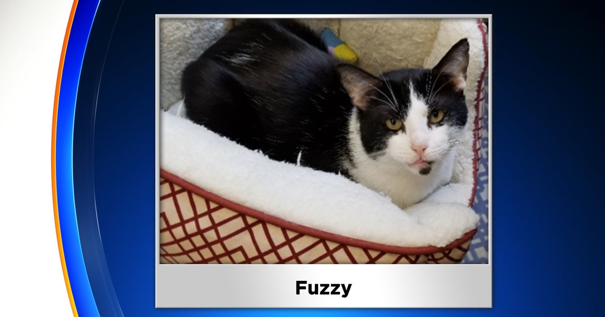 'Fuzzy' Stray Cat Seeks Forever Family After Recovering From Broken Jaw ...