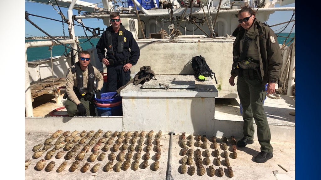 Florida Shrimp Boat Deck-Hand Arrested For Undersized Lobster Tails ...