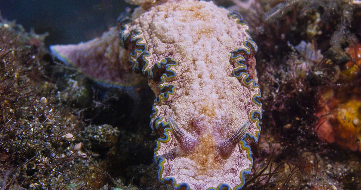 Nature up close: Nudibranchs are just weird - CBS News