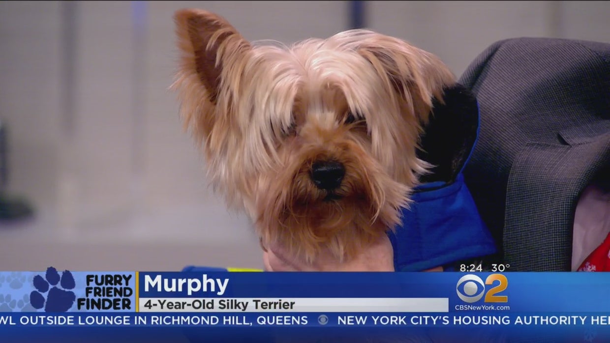 Furry Friend Finder: Murphy And Archie - CBS New York