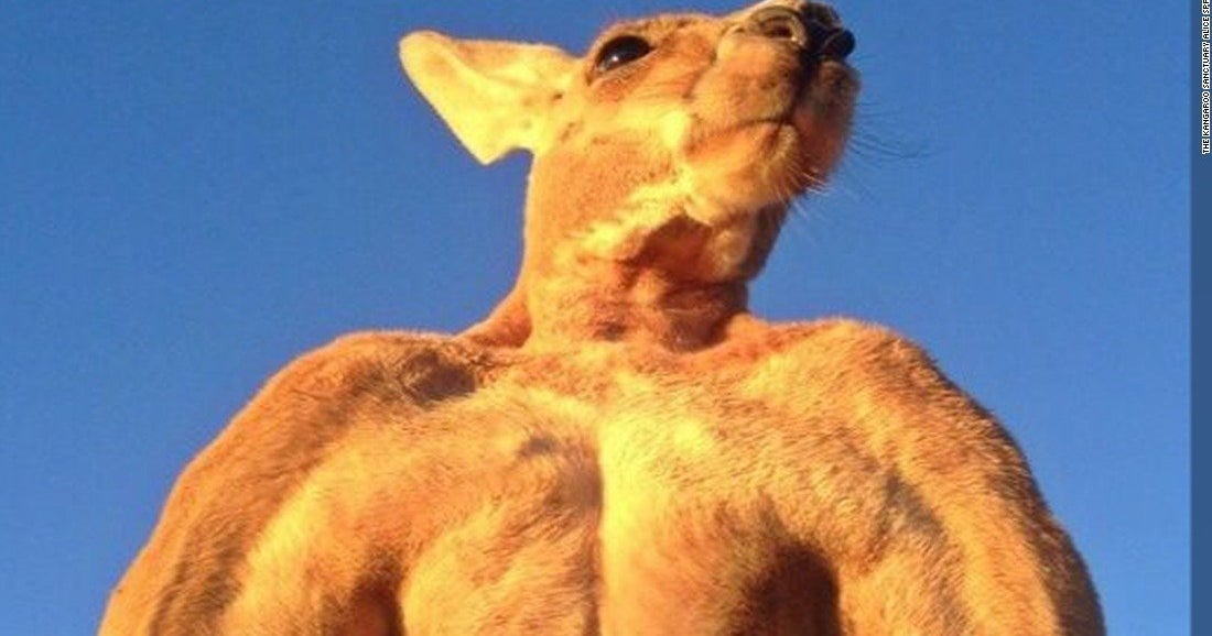 Roger, The Ripped Kangaroo And' True Icon,' Has Died - Good Day Sacramento