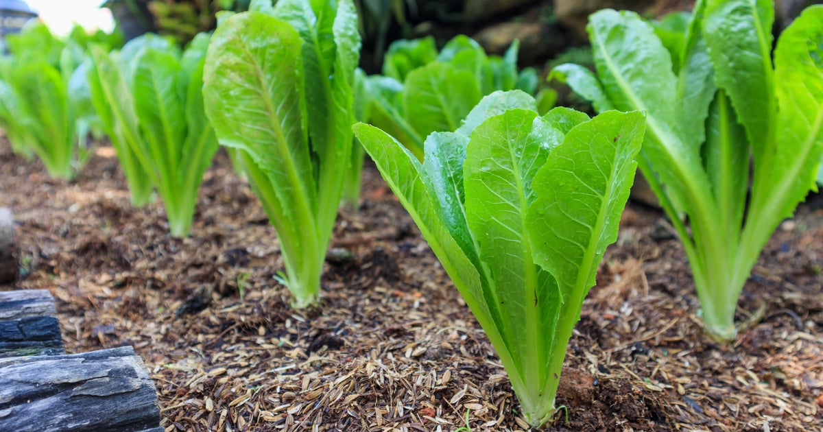 Tainted Romaine Lettuce Traced To At Least 1 California Farm - Good Day ...