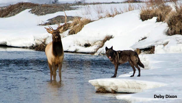 Nature up close: Spitfire, the little wolf that could - CBS News