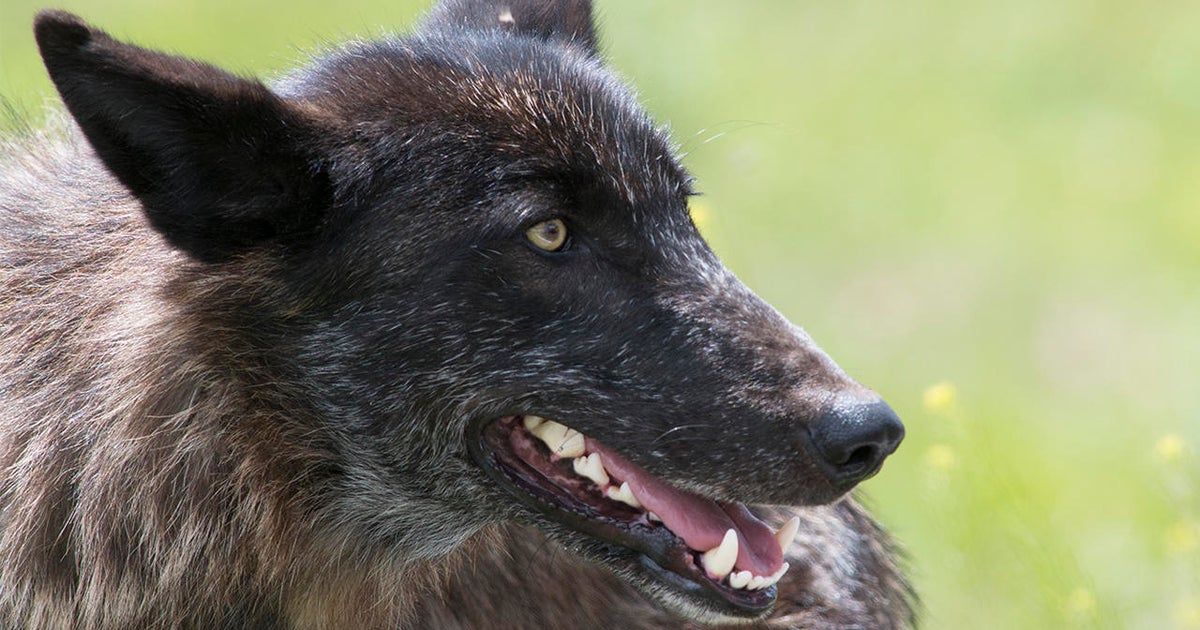 Nature up close: Spitfire, the little wolf that could - CBS News