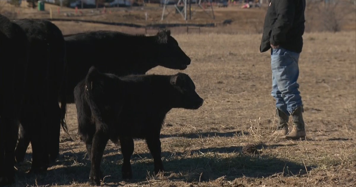 Cattle Rustlers Steal 50 Cows In The Middle Of The Night - CBS Colorado