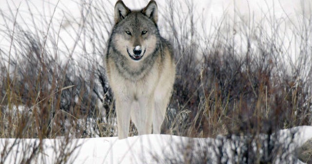 Tracking the wolves of Yellowstone - CBS News