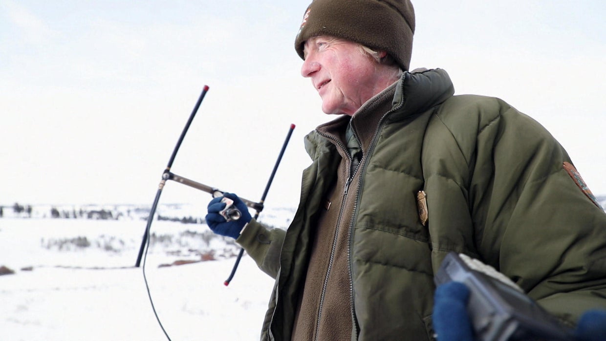 The return of wolves to Yellowstone Park - 60 Minutes - CBS News