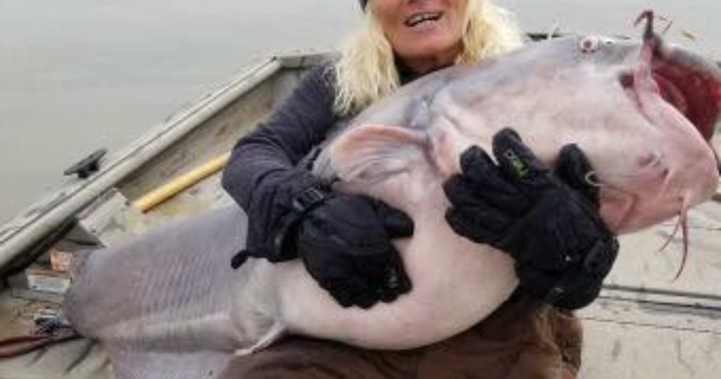Woman Catches 88-Pound 'River Monster' Catfish On Kentucky Lake - CBS ...