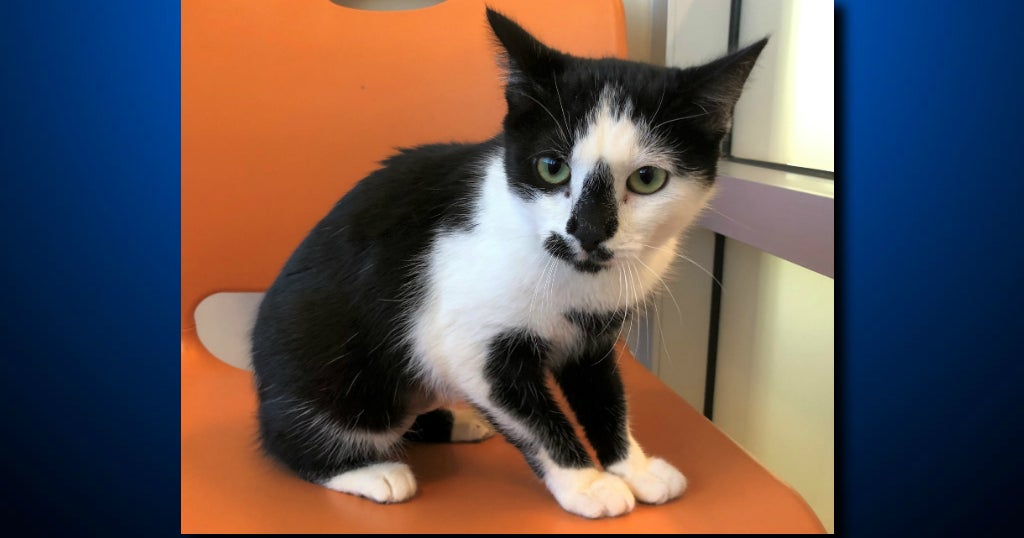Menlo Park Cat Survives Rat Poison; Set For Adoption - CBS San Francisco