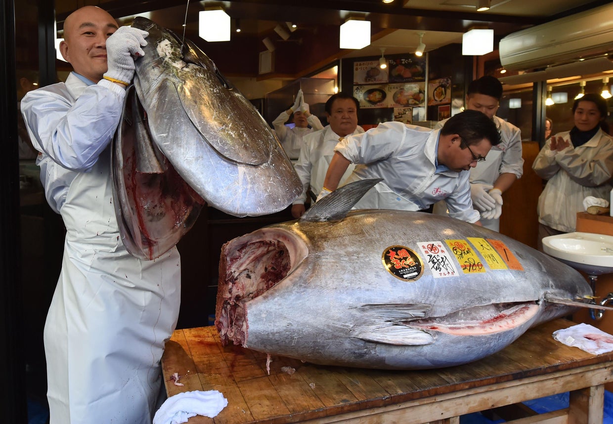Bluefin tuna sells for record $3M at Tokyo auction - CBS News