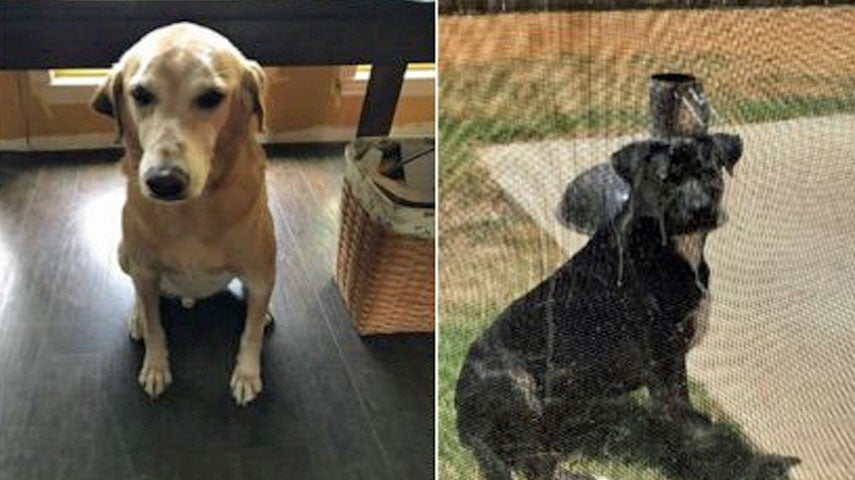 Authorities Seek Men Who Killed, Mutilated Dogs Frightened By Storm ...