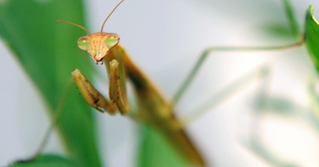 Praying Mantises Hidden In Christmas Tree Take Over Woman's Home - CBS ...