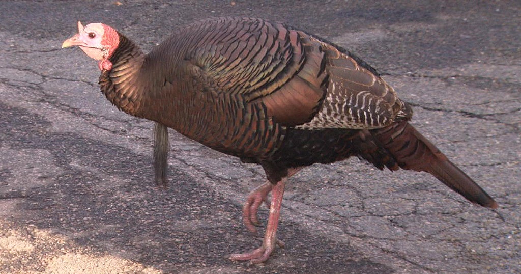 Massachusetts Considers Allowing Hunters To Bag More Wild Turkeys - CBS ...