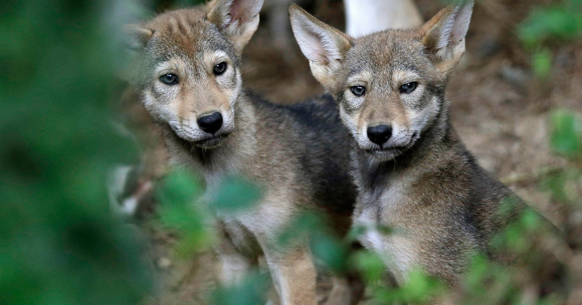 Texas canines contain DNA of red wolves declared extinct in 1980 - CBS News
