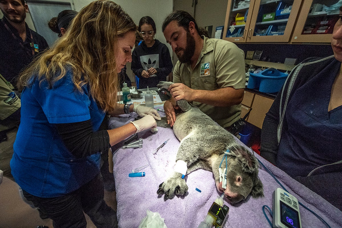 PIX: Koala Undergoes Health Exam At Zoo Miami