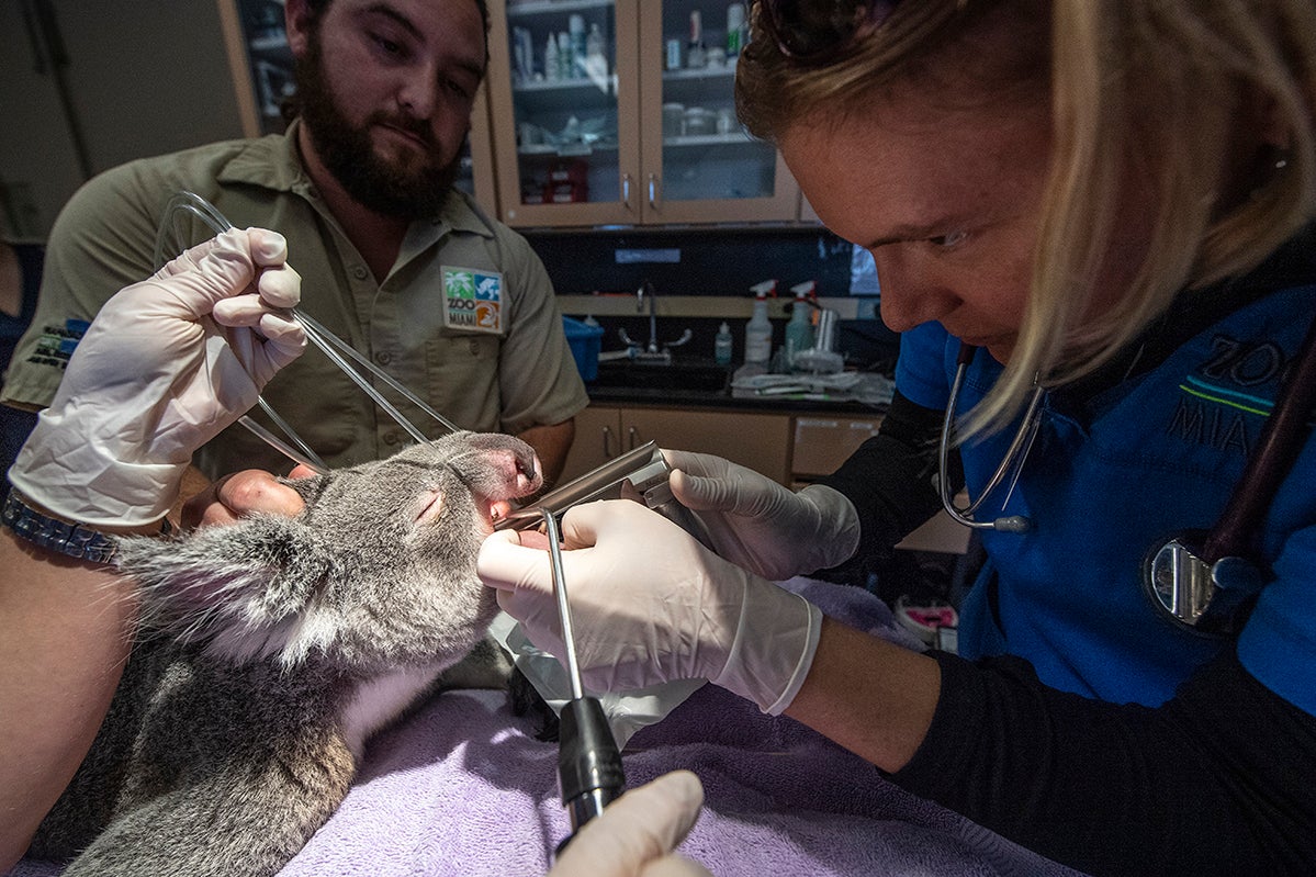 PIX: Koala Undergoes Health Exam At Zoo Miami