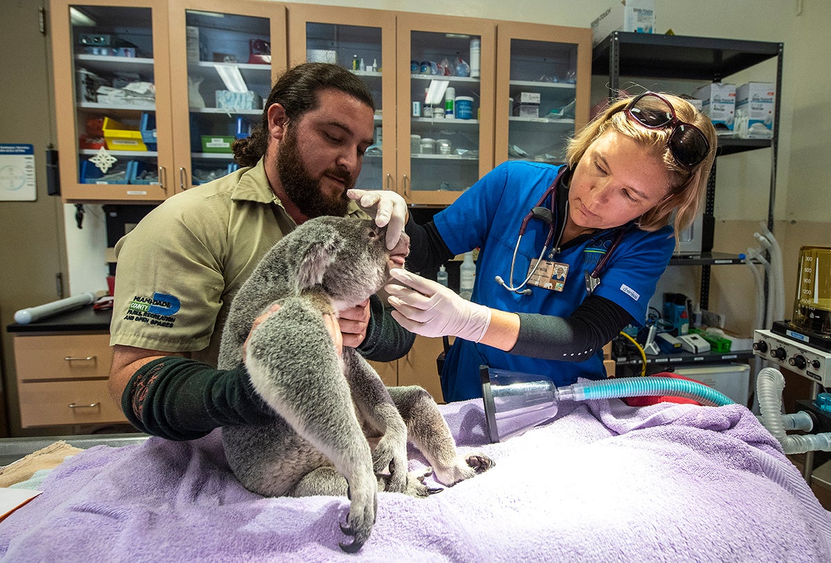 PIX: Koala Undergoes Health Exam At Zoo Miami