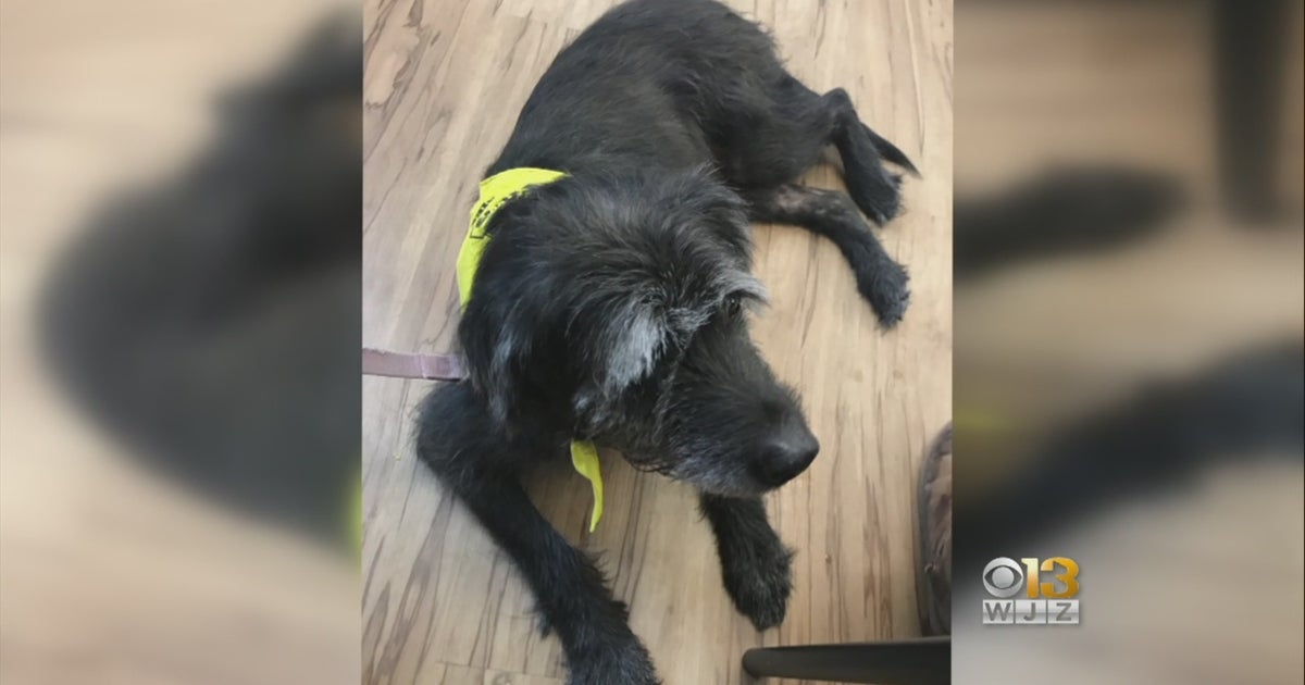 Second Local Dog 'Cheyenne' Competing In Animal Planet Dog Bowl - CBS ...