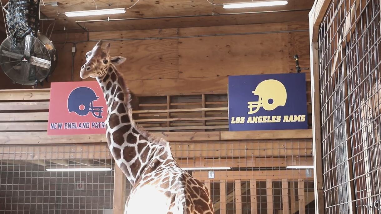 Wrong Again? For 2nd Straight Year, April The Giraffe Picks Pats To Win ...
