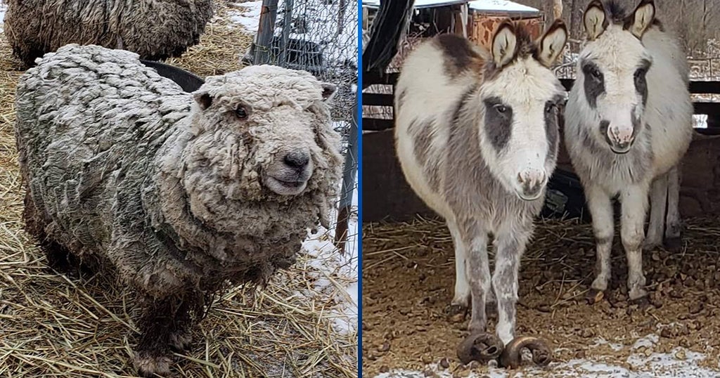 30 Neglected Animals Rescued From Butler Co. Farm - CBS Pittsburgh